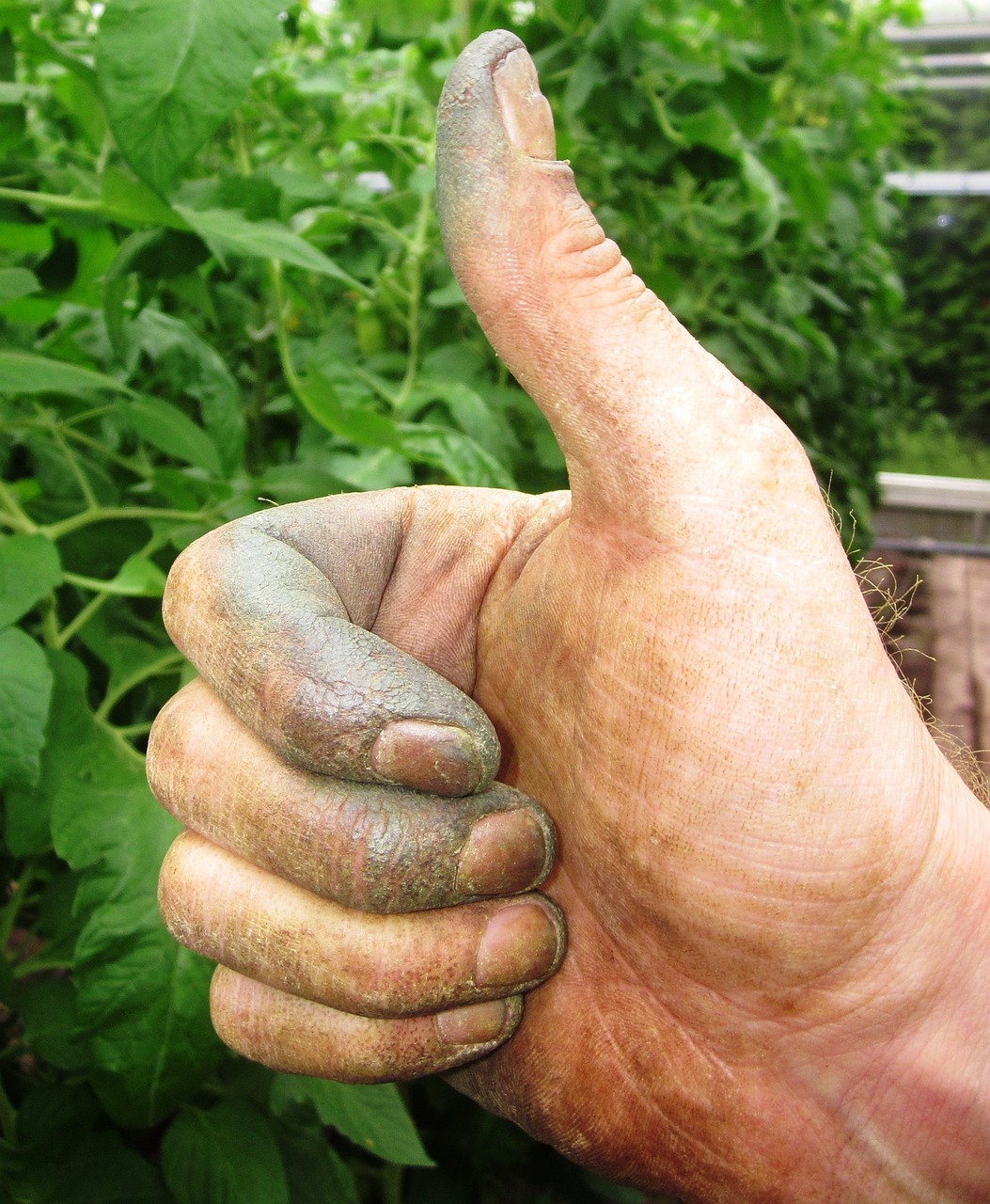 The Beginner's Guide to Starting a Garden: Green Your Thumb Today ...